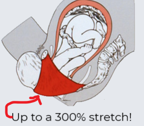 Do Kegels Actually Make Labor Easier, or Are You Squeezing for No ...